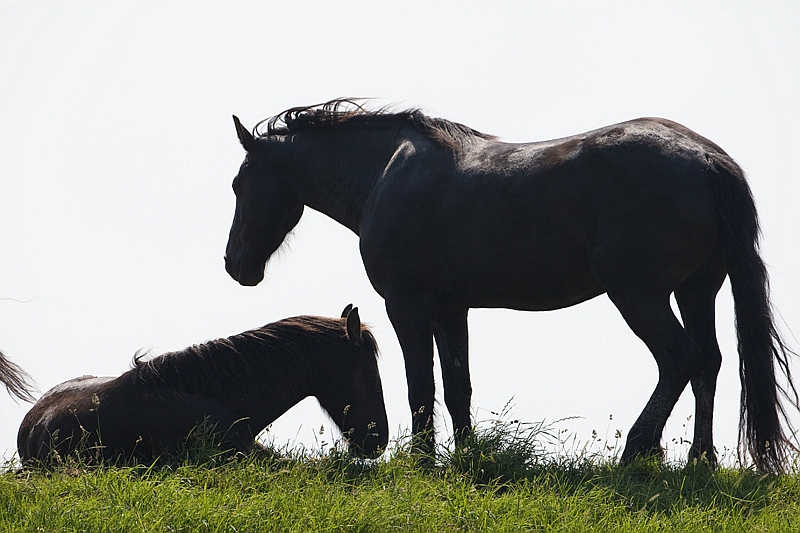 Fries Paard Henk Willekes Natuurfotografie