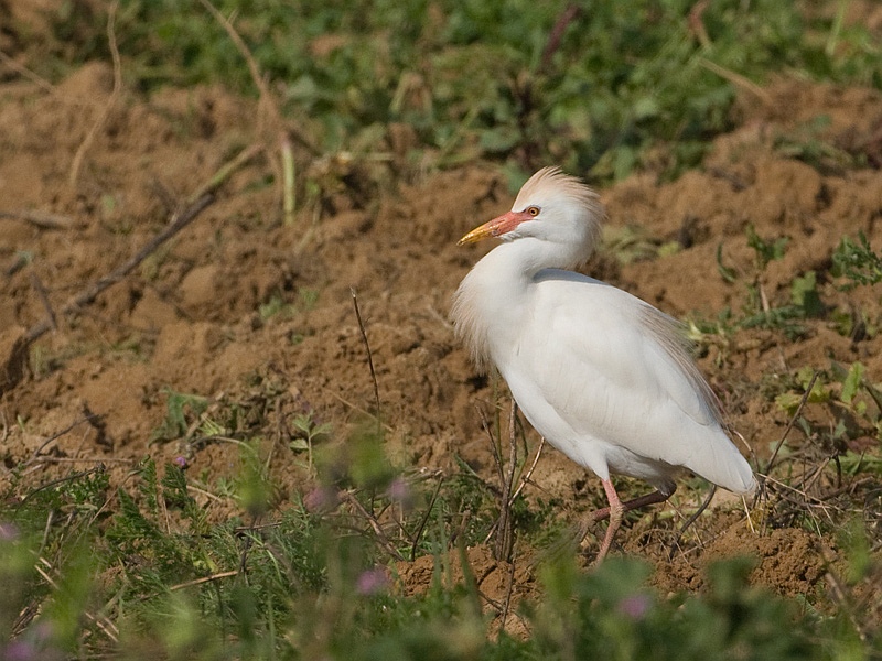 koereiger Henk Willekes Natuurfotografie