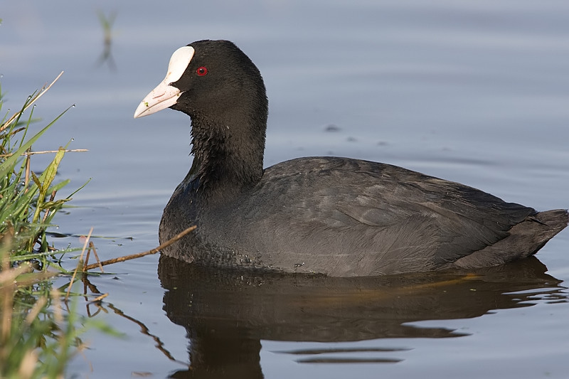 Meerkoet Henk Willekes Natuurfotografie