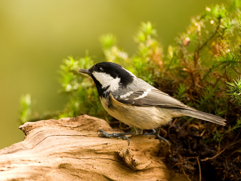 Zwarte Mees Henk Willekes Natuurfotografie