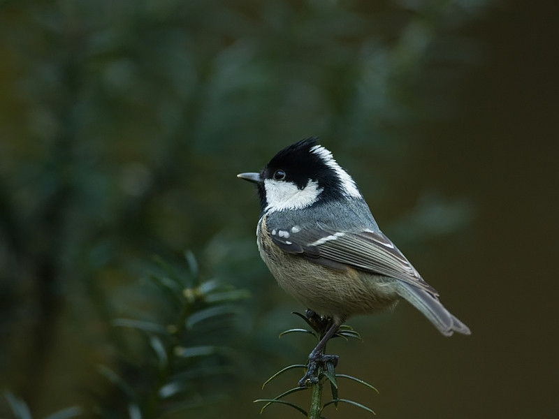 Zwarte Mees Henk Willekes Natuurfotografie